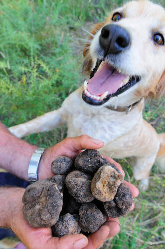 Where Do Truffles Grow? - Grit